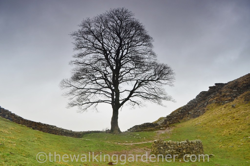 Hadrian’s Wall Path: Day 3 – Steel Rigg to Wall | The Walking Gardener