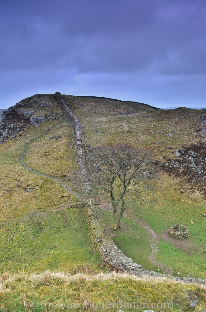 Hadrian’s Wall Path: Day 3 – Steel Rigg to Wall | The Walking Gardener